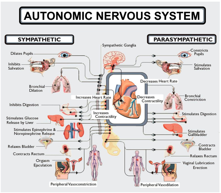 The Roles of the Parasympathetic & Sympathetic Nervous Systems on ...